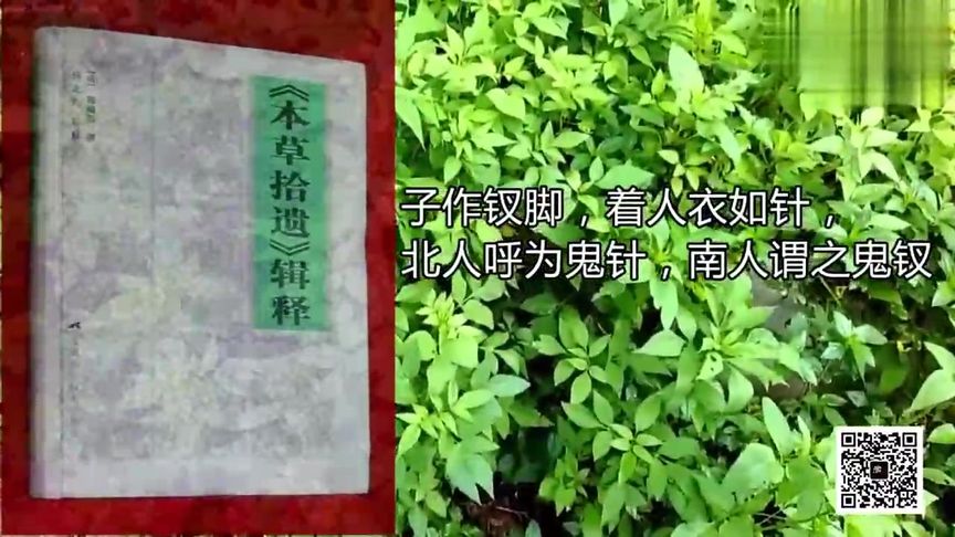 鬼针草有人认识吗既能让高血压降低,也能让低血压升高