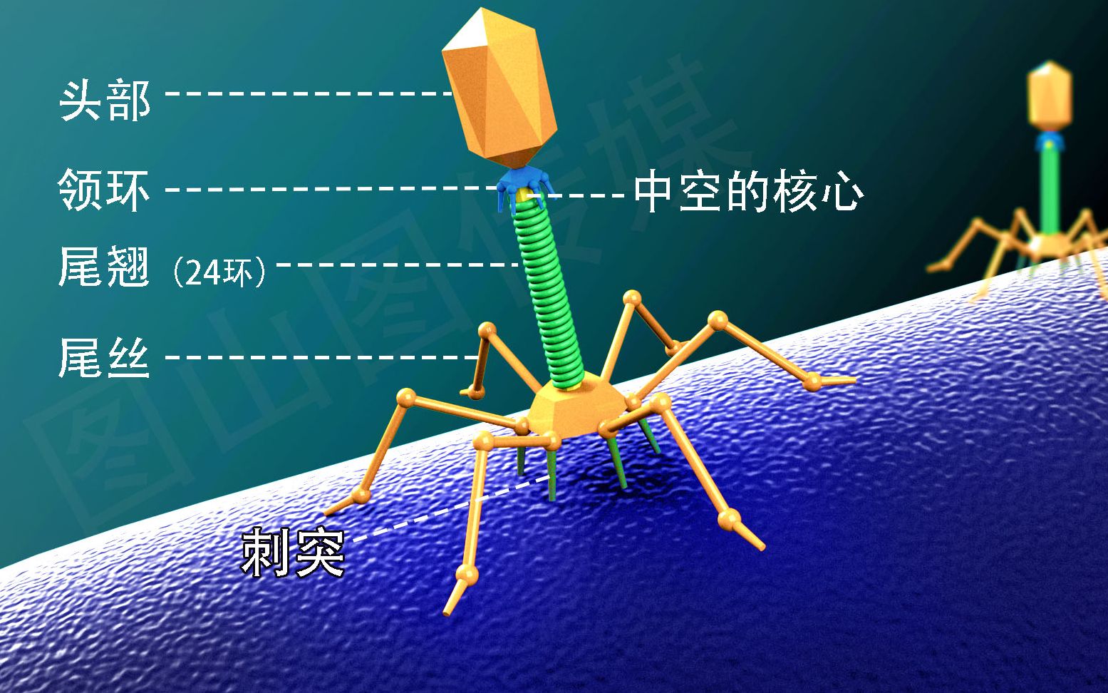 T4 噬菌体侵染大肠杆菌