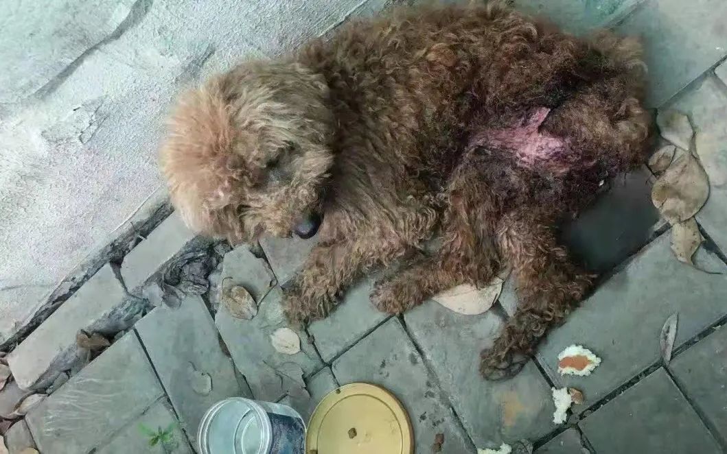 惨不忍睹,爱心人士共同救助顺驰太阳城大腿没皮泰迪