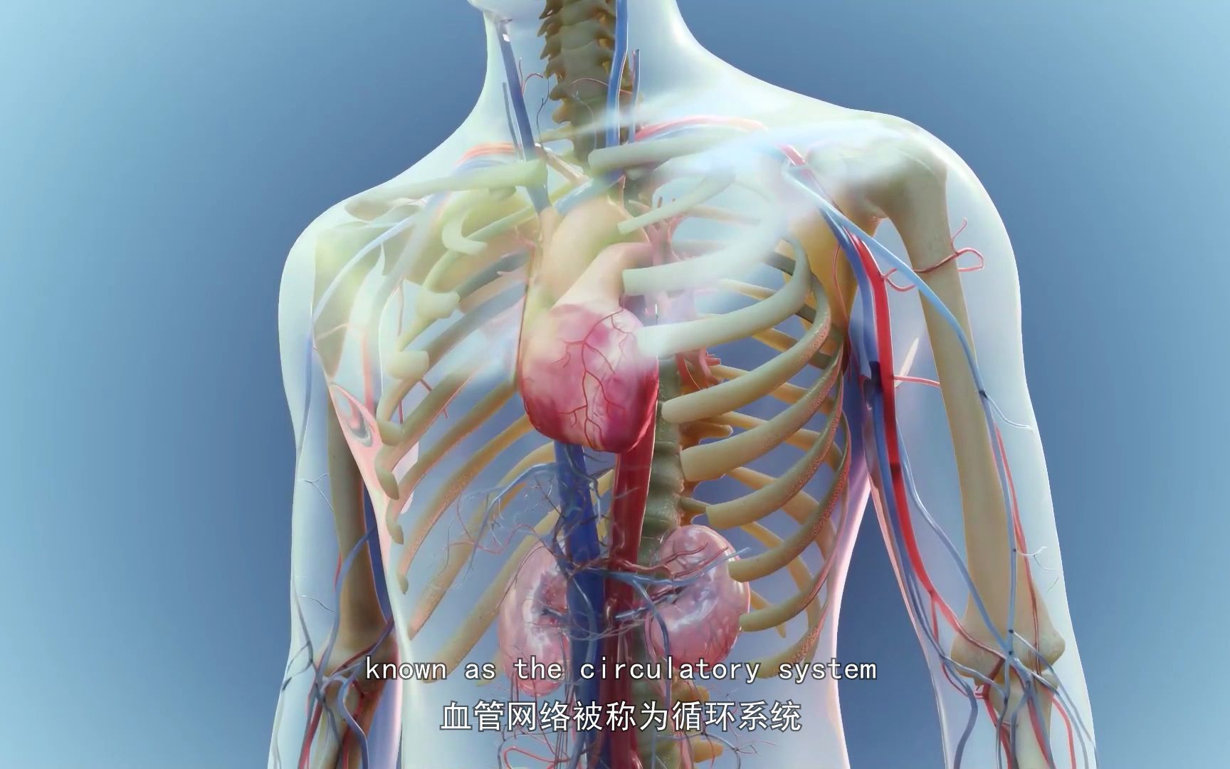 科学原理动画-阿司匹林抗凝血原理