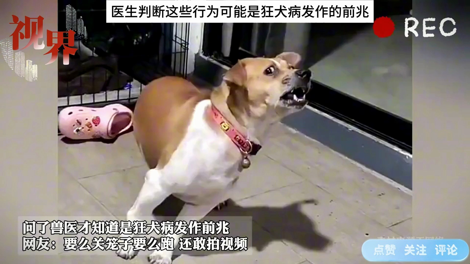 狗子走丢一段时间,回来后出现这种怪状,医生说是狂犬病发作前兆
