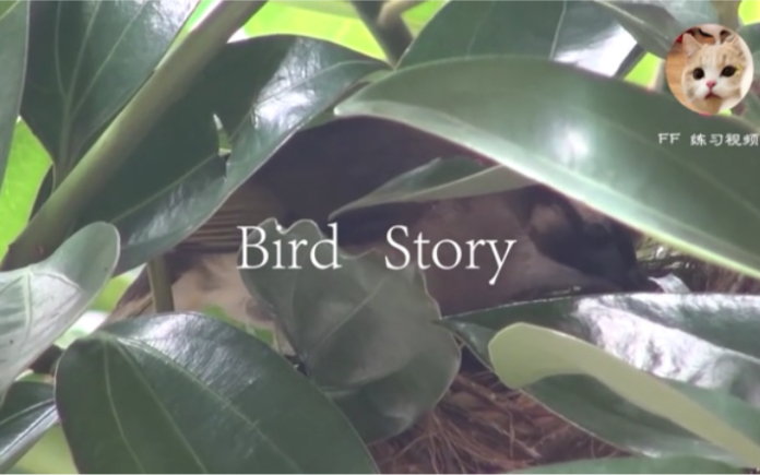 Pr 练习 打字机效果 片头开合效果