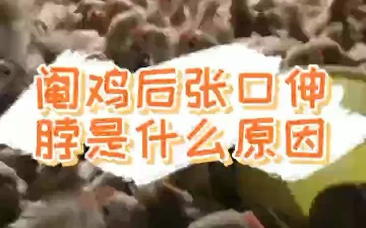 ...鸡阉后三天张口呼吸的治 阉鸡张口呼吸是什么病 阉鸡总是伸脖子张嘴...