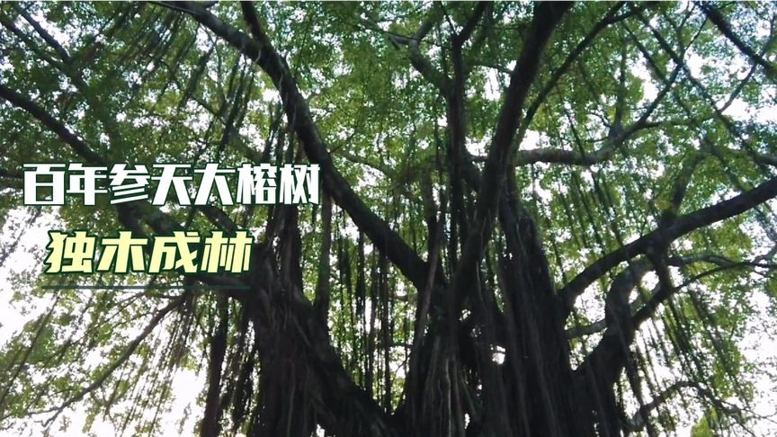 百年参天大榕树,独木成林,庇佑着多少生灵