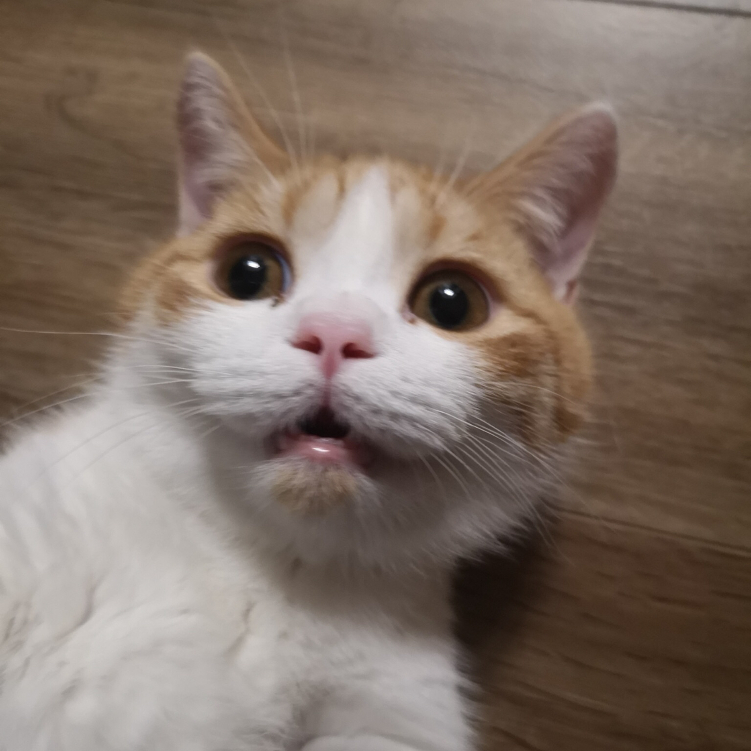 猫小仙Brenda 