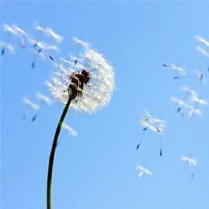 L_YYH 