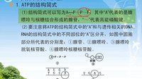 [天星学堂]高考冲刺名师2013生物必考点精讲——ATP的结构简式