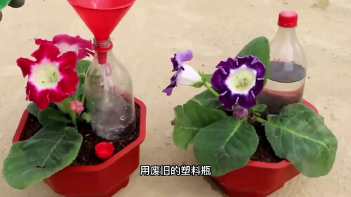 用废弃的塑料瓶制作全自动滴灌神器,这个制作不仅简单而且实用