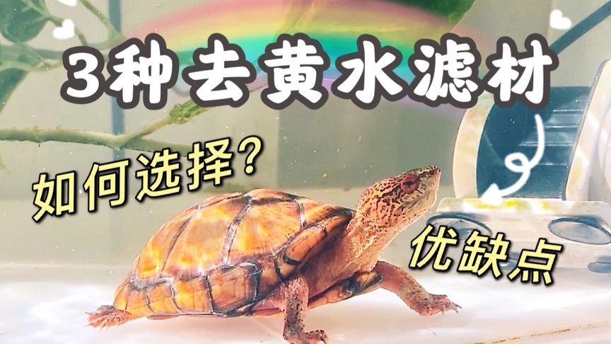龟缸水黄怎么办?3种滤材真实使用分享,新手养龟