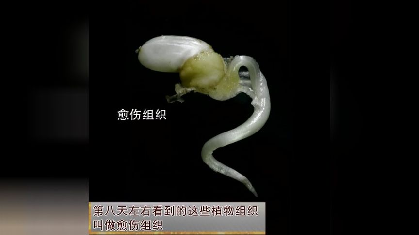 农杆菌介导法-在植物基因工程中的应用原理