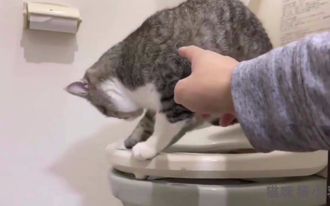 铲屎官无意间往马桶里倒猫砂,结果猫咪学会一项新技能“蹲马桶”