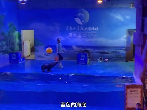 海狮表演世界上美好的事情很多,例如陪孩子去看一场海狮表演!
