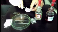 制作洋葱鳞片叶表皮细胞…