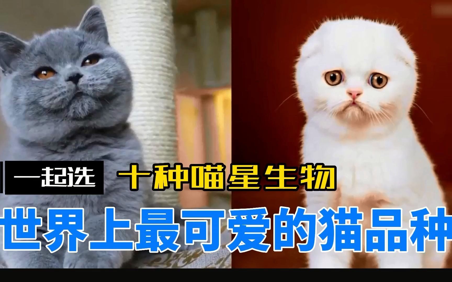 地球上最可爱的猫咪,盘点10个萌品种,有喜欢的吗?