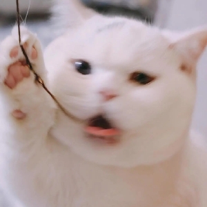 小鸟等等等 