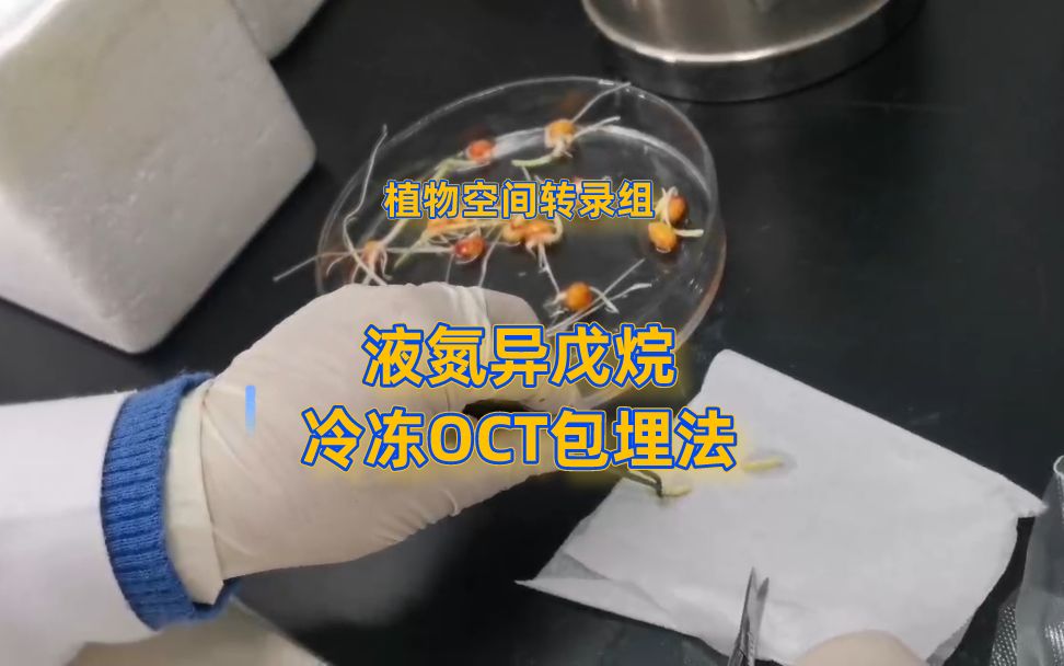 植物空间转录组—液氮异戊烷冷冻OCT包埋法