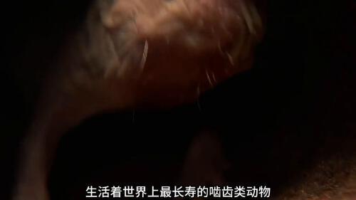 世界上最长寿的啮齿类动物,一起看看裸鼹鼠的地下王国