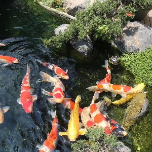景观鱼池过滤柳工 
