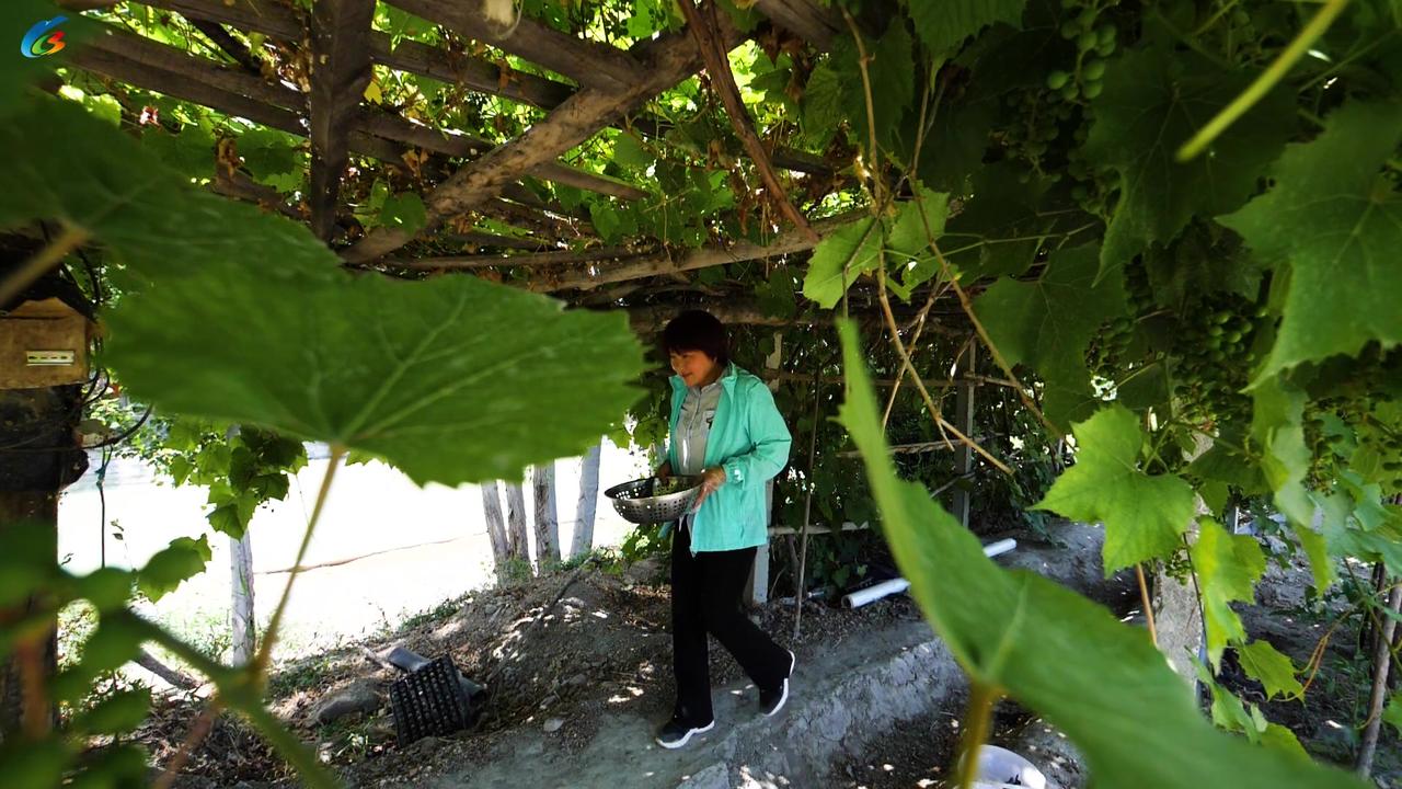 博乐市民族团结微行动——最美计生协会会员 王艳玲