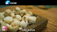 中药小参考:一杯川贝炖雪梨帮你化痰止咳 润肺清燥