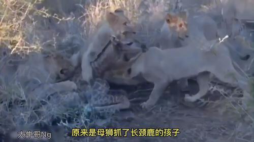 母狮抓了一只小长颈鹿,给小狮子们练习捕猎技巧 动物世界