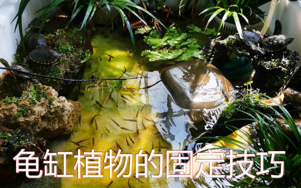养龟缸里怎样固定植物
