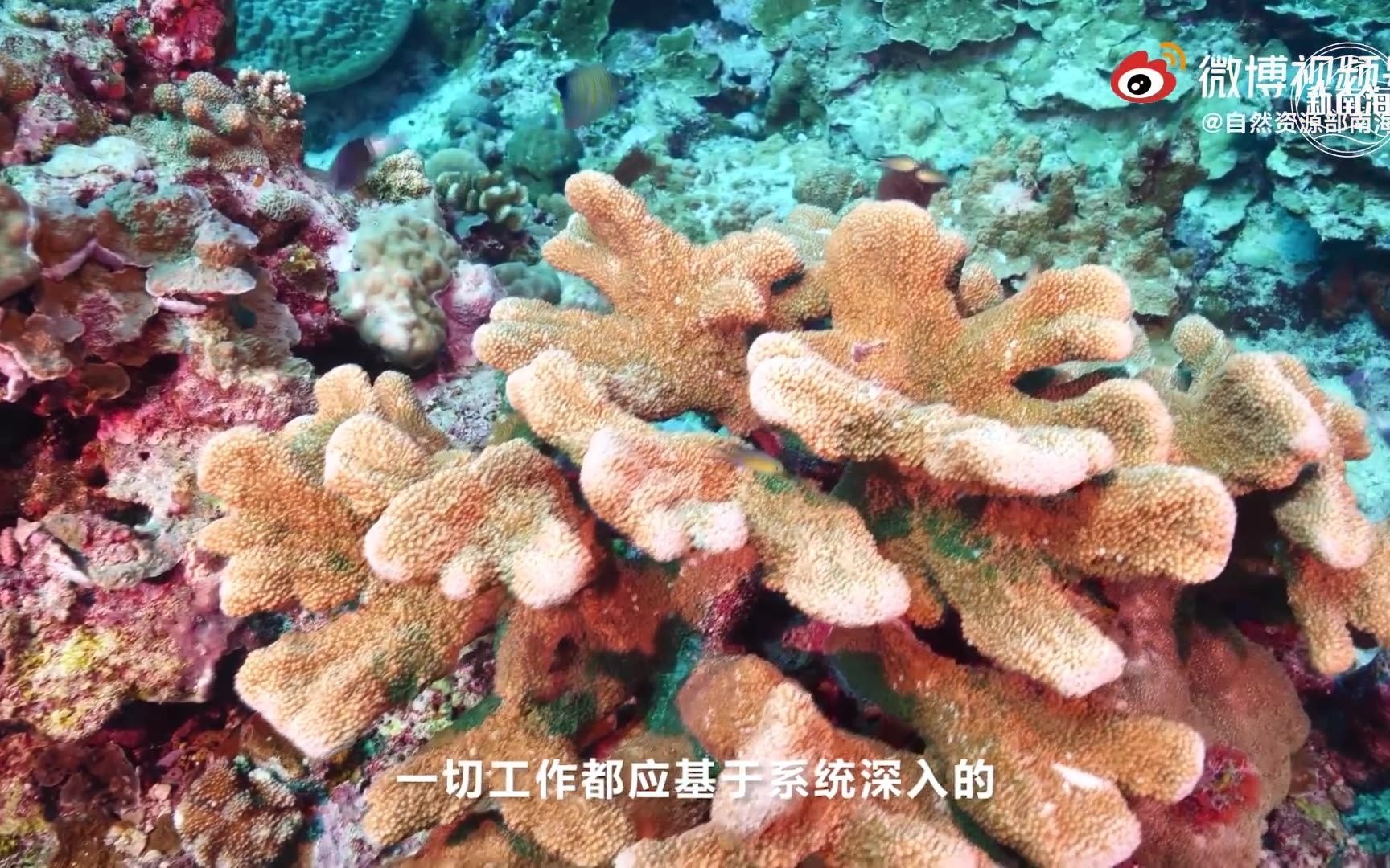 《守护珊瑚礁生态系统》海洋生物多样性调研