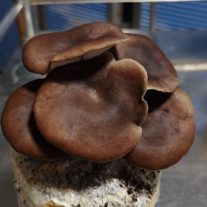 菇事知多少 