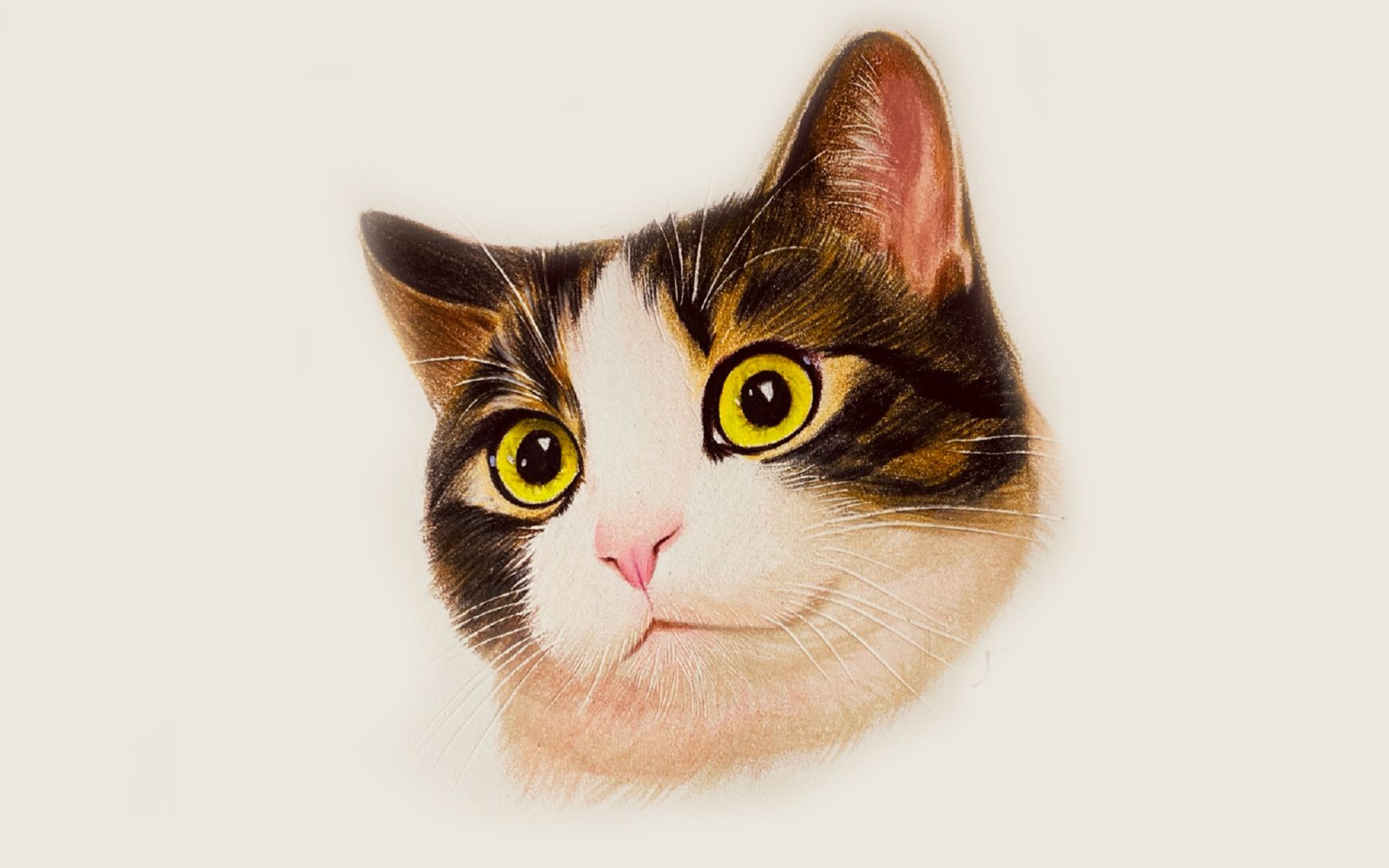 彩铅画|:家里养猫不会画猫?这么简单我来教你呀!