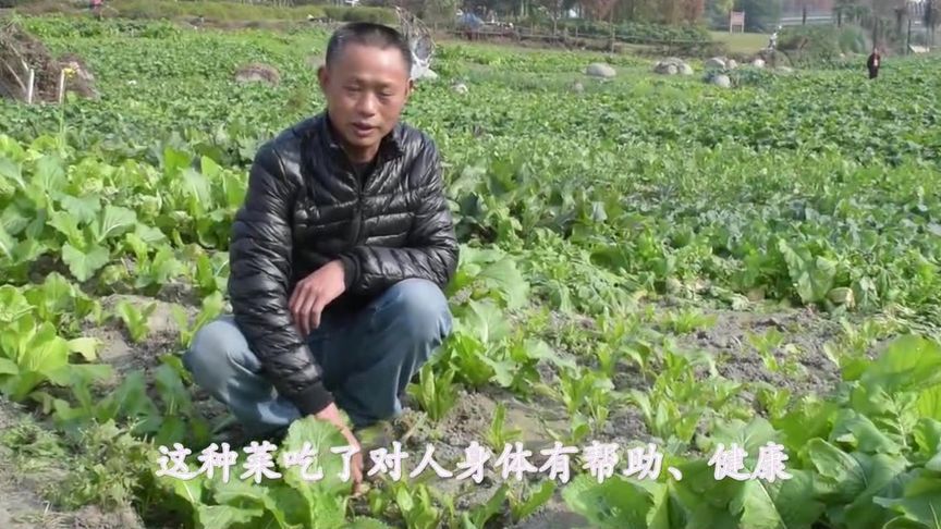 感叹吃不惯“农药菜”, 喝不惯“农药汤”农村人来到大城市生活