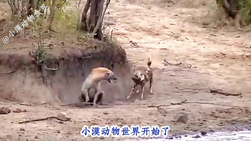 野狗围攻鬣狗,这就是狗咬狗!