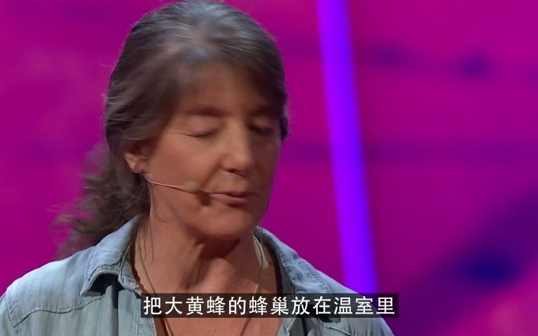 【TED演讲】蜜蜂为何消失?