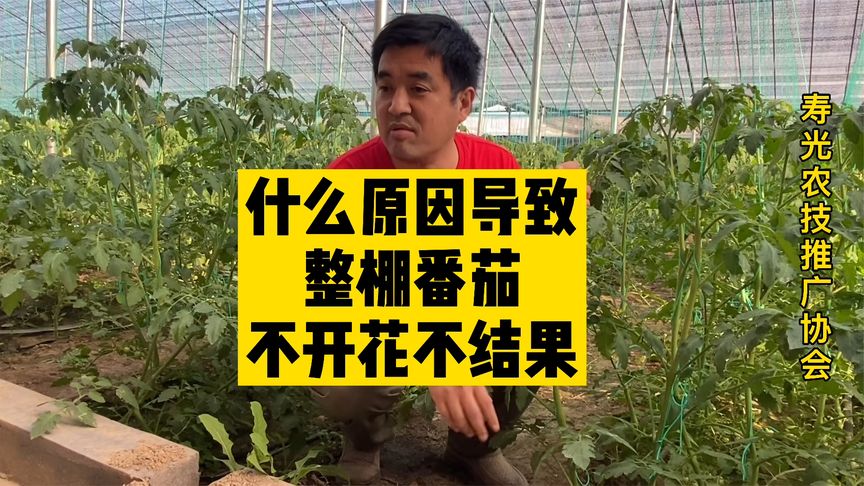 什么原因导致番茄不开花不结果