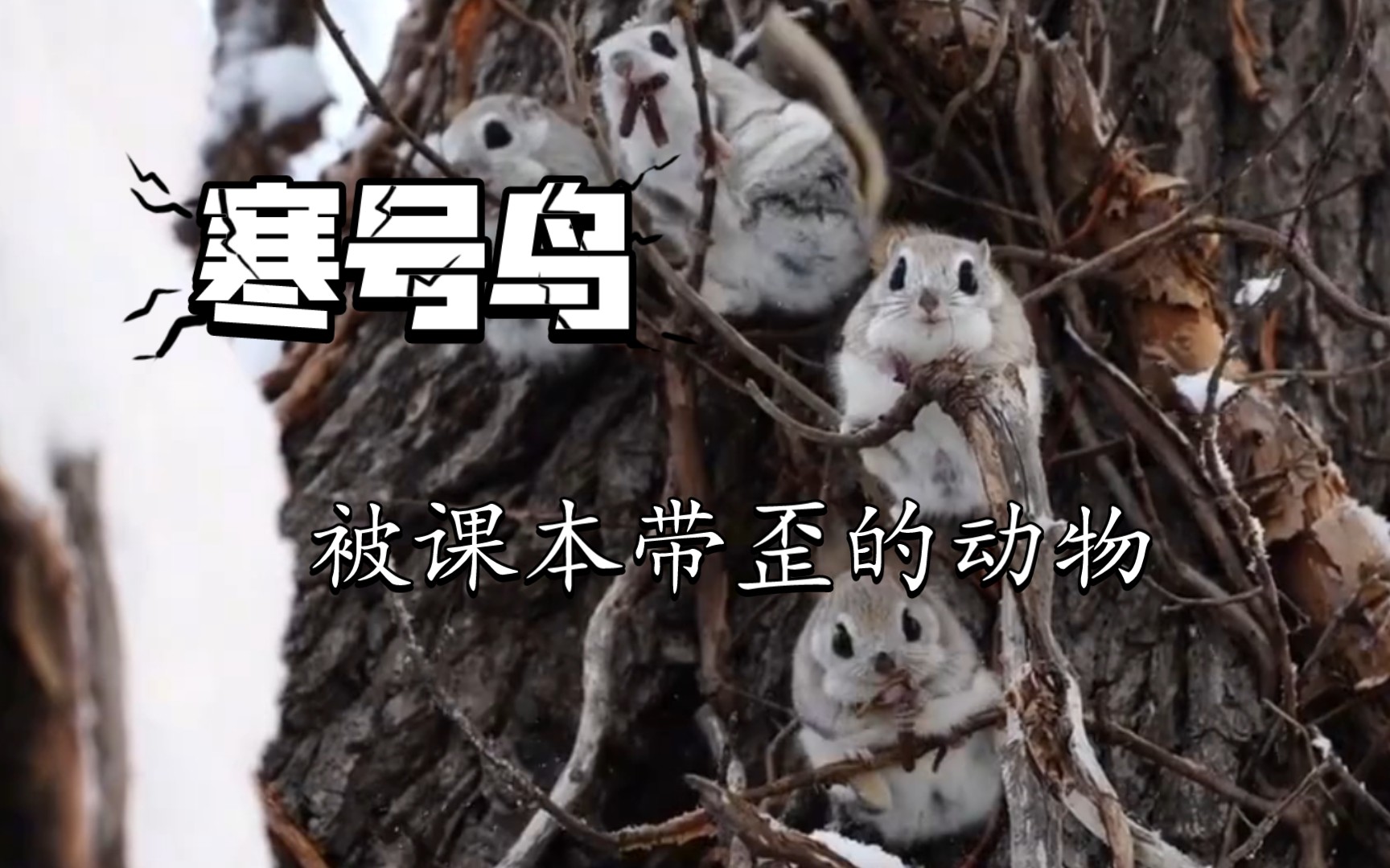 寒号鸟它就不是鸟,被课本骗了的动物,你知道多少?