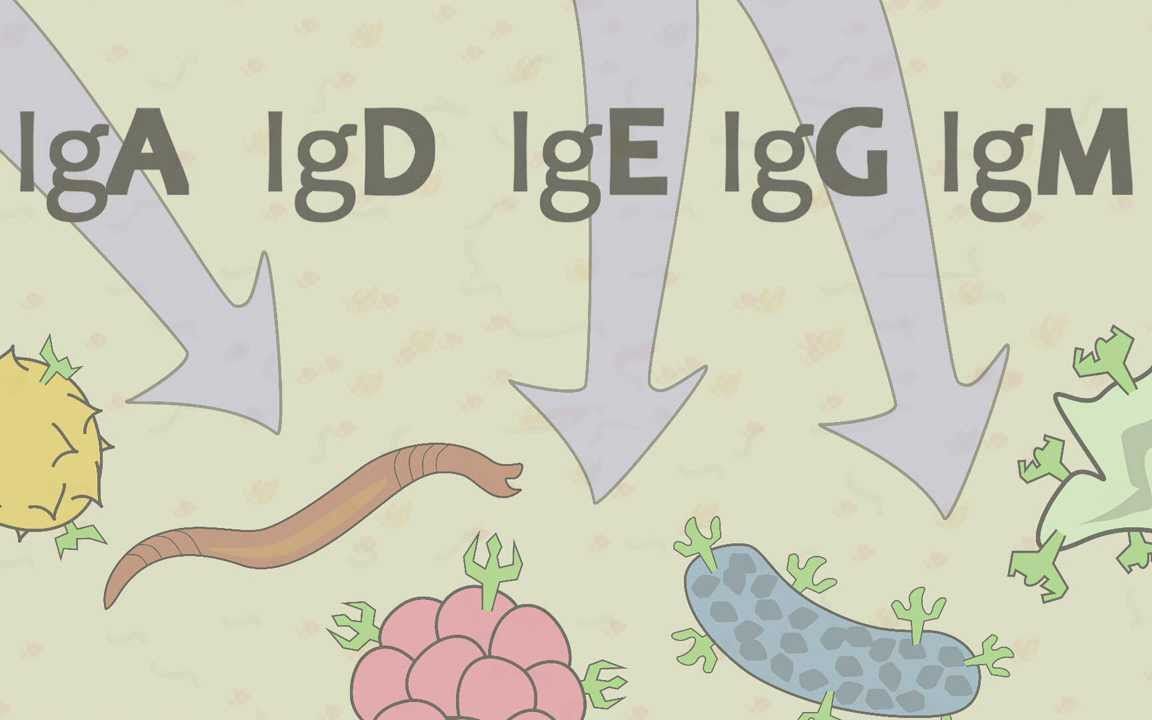 Ig 抗体和免疫球蛋白