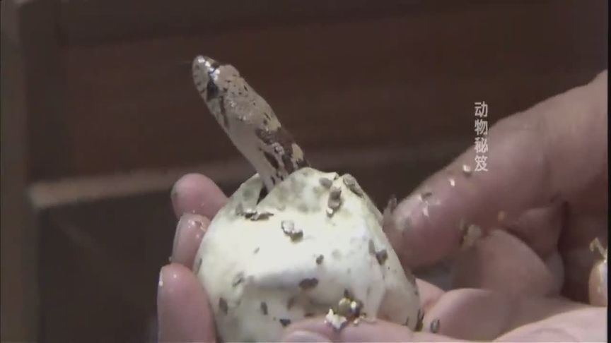 有些两栖的爬行动物在一生当中身体一直都在成长