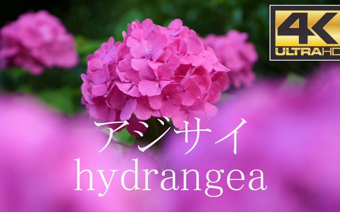 4K【绣球花】松下 DMC-GH4随拍