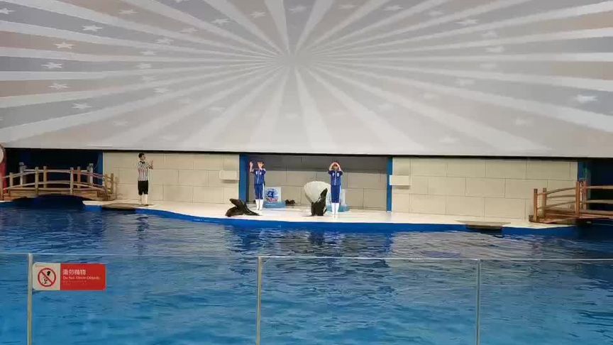 #海豚表演 可爱的海豚和海狮。本来幸运的我被抽中跟海狮互动