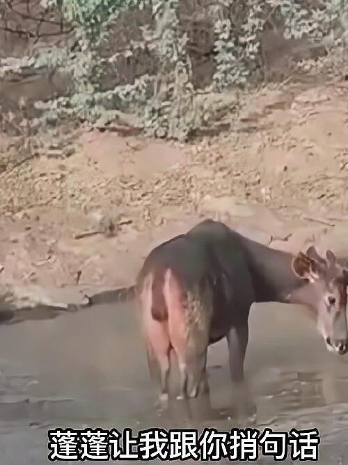 疣猪蓬蓬对打工豹思念的信件传递故事