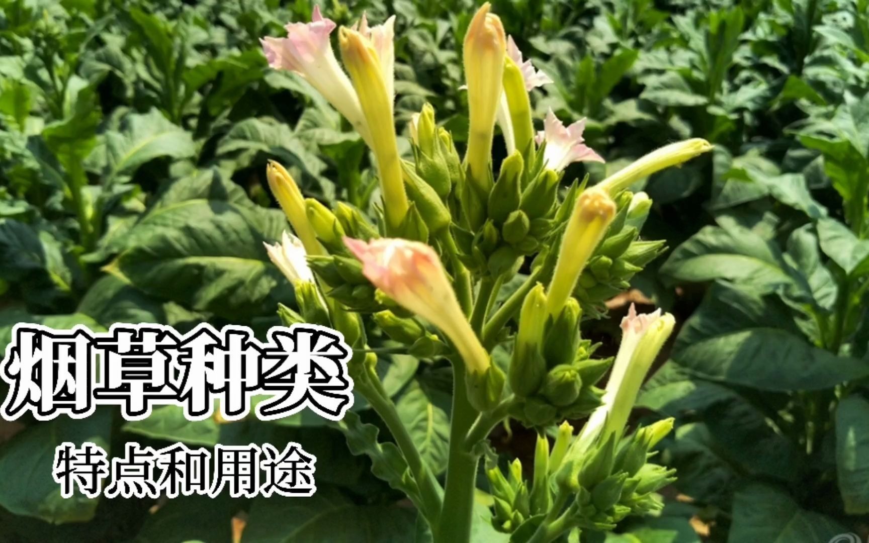 烟草的2大种类6个特点,和各自的用途