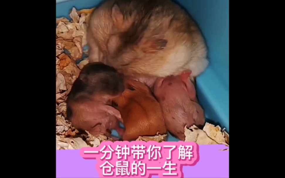 一分钟带你了解仓鼠的一生
