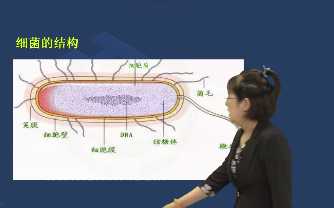 01临床医学检验临床微生物高级职称考试:细菌的形态与结构一 山河...