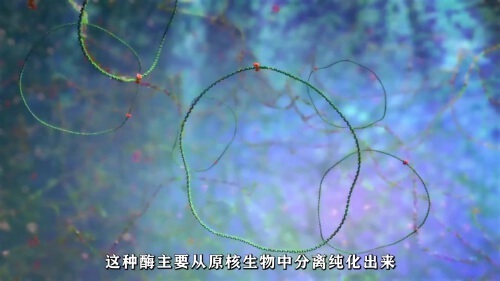 重组DNA技术的基本工具