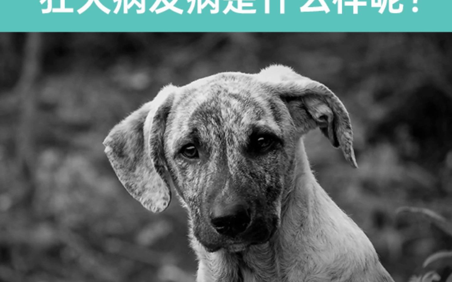大家都知道狂犬病,那你知道狂犬病发病是什么样子吗