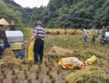 秋天稻谷丰收了,农村的田间地头最热闹,这样的场景你见过吗?