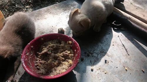 伤口好的差不多结痂了 单独喂小的们 要领养的抓紧咯