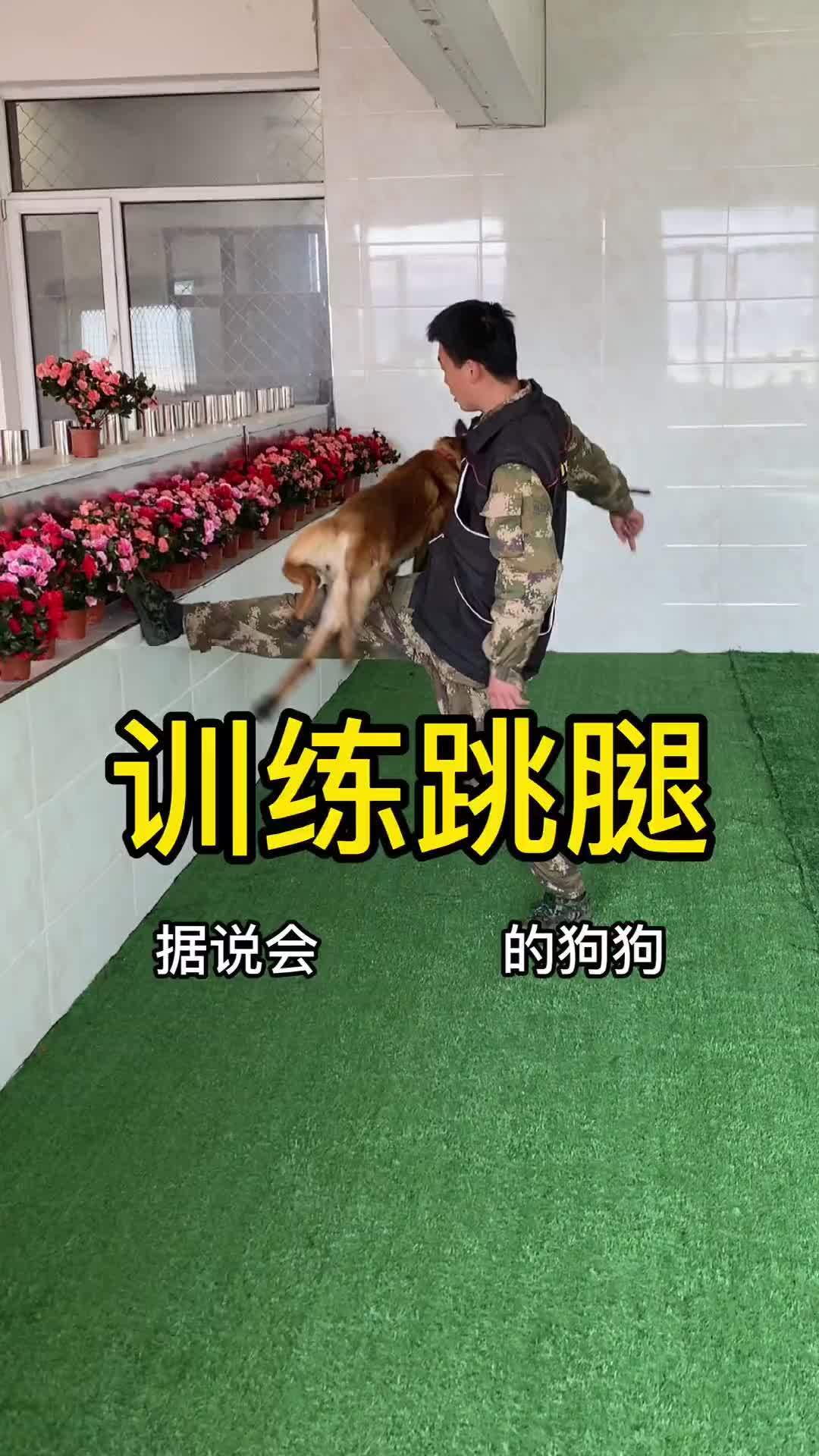 让狗狗学一个简单的科目,给生活添点乐趣