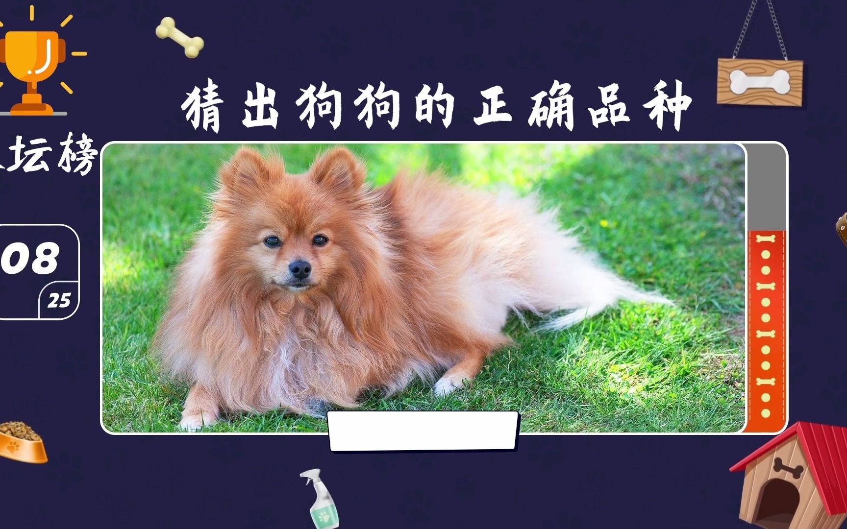 您对狗狗认识多少呢?看狗狗猜出它的品种,喜欢狗狗的别错过!