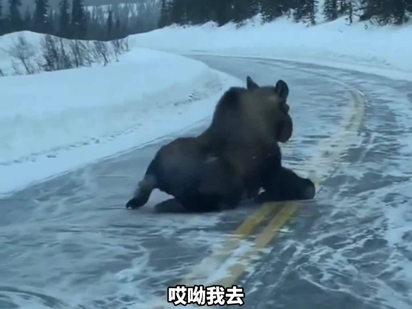 冰天雪地的,这一下摔得可不轻啊