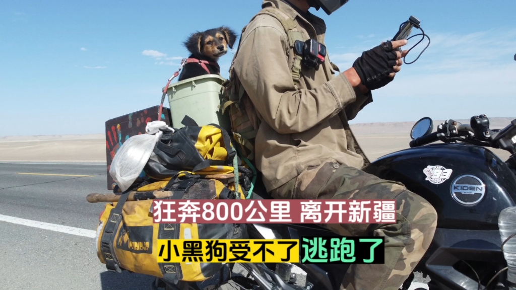 狂奔800公里离开新疆,小黑狗晕车呕吐不止,受不了逃跑了